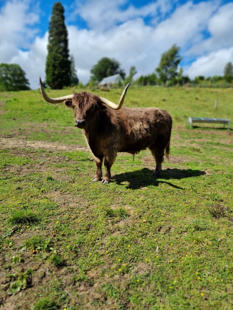 Our hairy highlanders have arrived! - Blair Drummond Safari Park